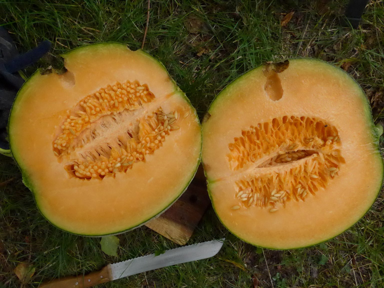 Slow food-Test-Essen – VERN e.V.